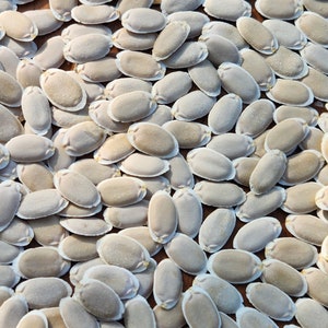 15 'white Seeded' Luffa Seeds, Loofah Gourd Seeds, Luffa Cylindrica ...