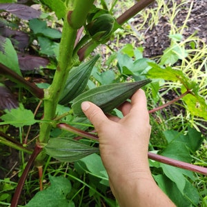 20 'tree Okra' Seeds, Giant Okra, Perennial Okra “nkruma Tenten” Okra ...
