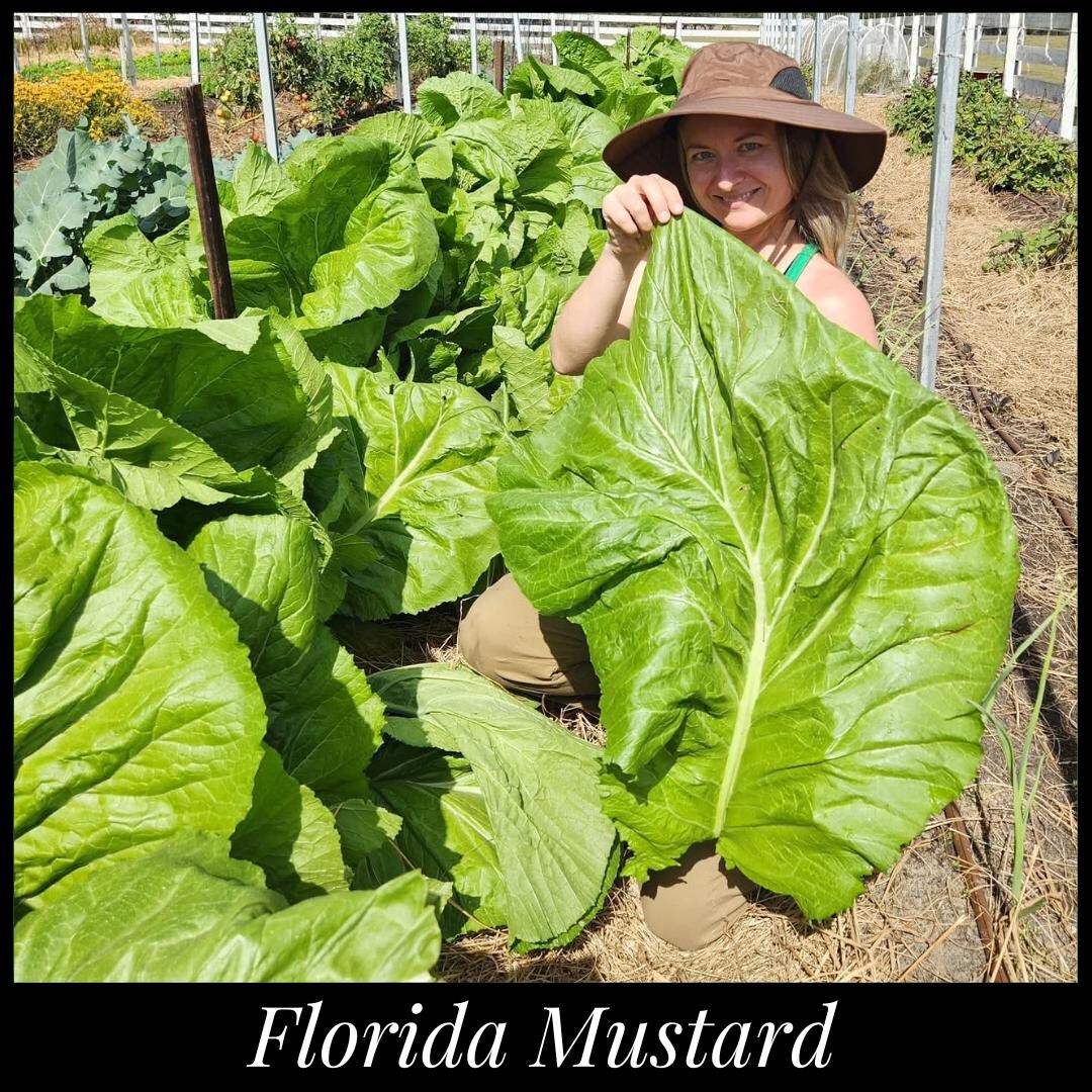 50 'florida Broadleaf Mustard' Seeds, Southern Heirloom Mustard Greens ...