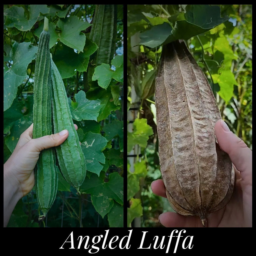 15 Angled Luffa Seeds, Chinese Okra Seeds, Loofah Gourd Seeds, Organic ...