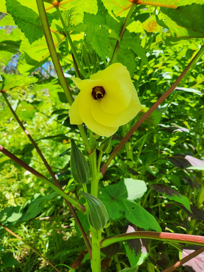 20 'tree Okra' Seeds, Giant Okra, Perennial Okra “nkruma Tenten” Okra ...