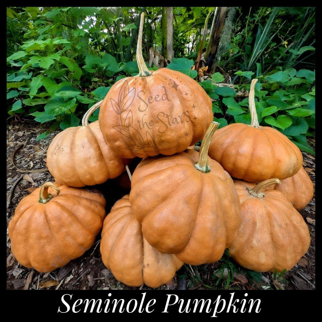10 Premium Seminole Pumpkin Seeds Saved From Our Best THICK FRUIT ...