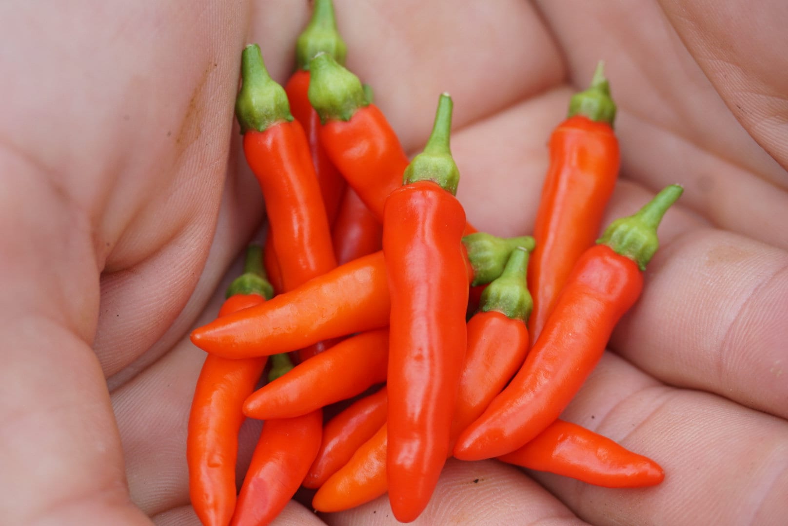 20 Florida Grove Pepper Seeds Bird Pepper Seeds Hot | Etsy