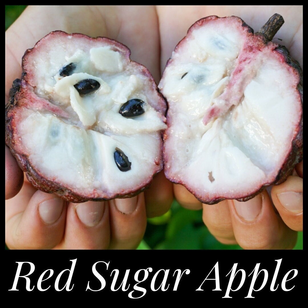 5 Red Sugar Apple Seeds red Sweetsop Seeds, Annona Squamosa Seeds ...