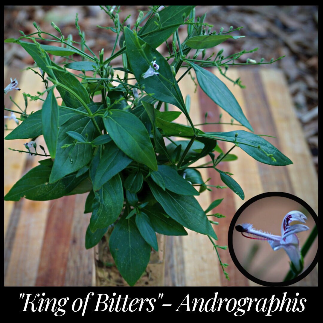 25 King of Bitters Seeds, Andrographis Seeds, Andrographis Paniculata ...