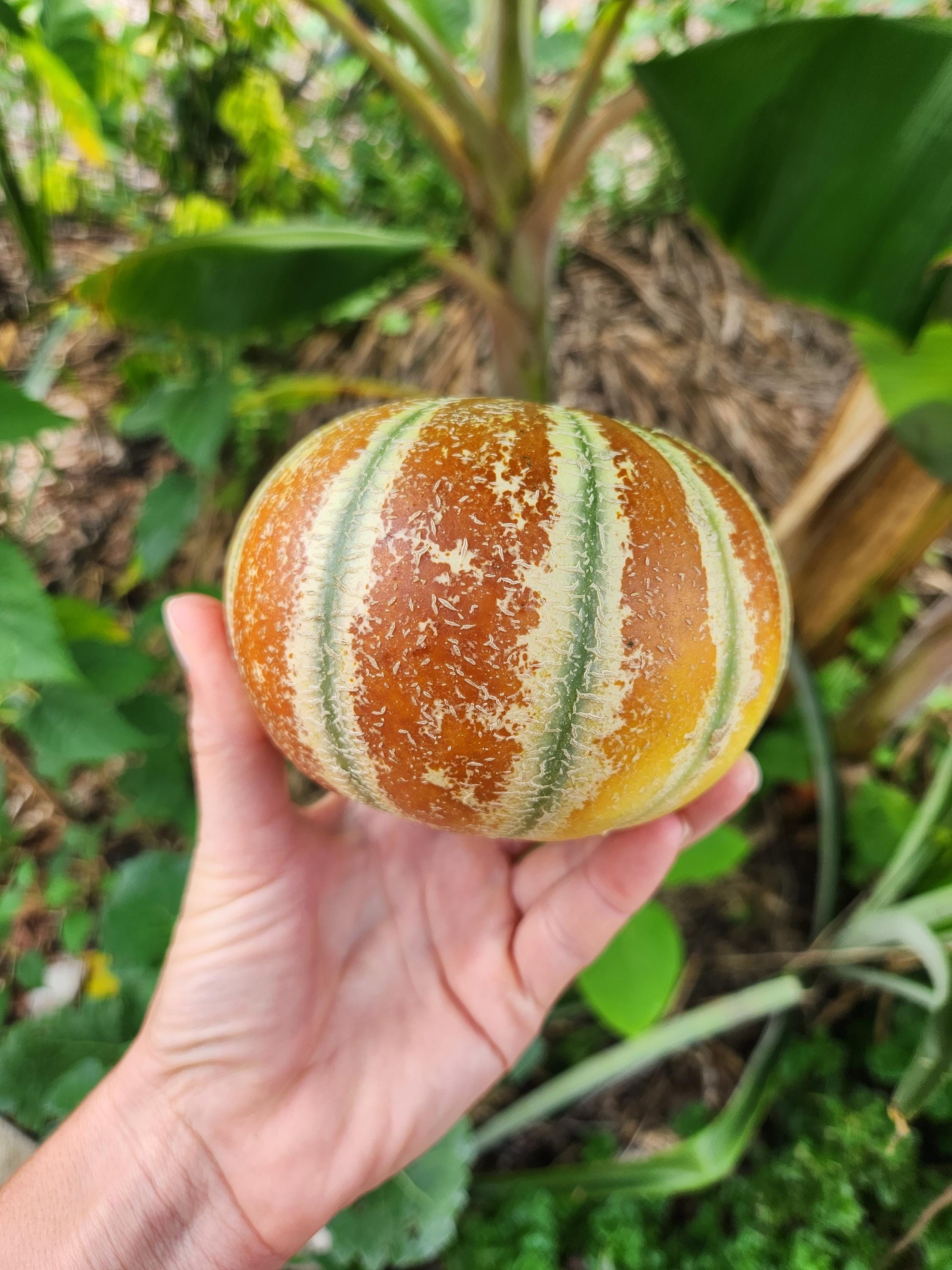 20 Kajari Melon Seeds – Rare Heirloom Indian Muskmelon – Sweet, Juicy ...
