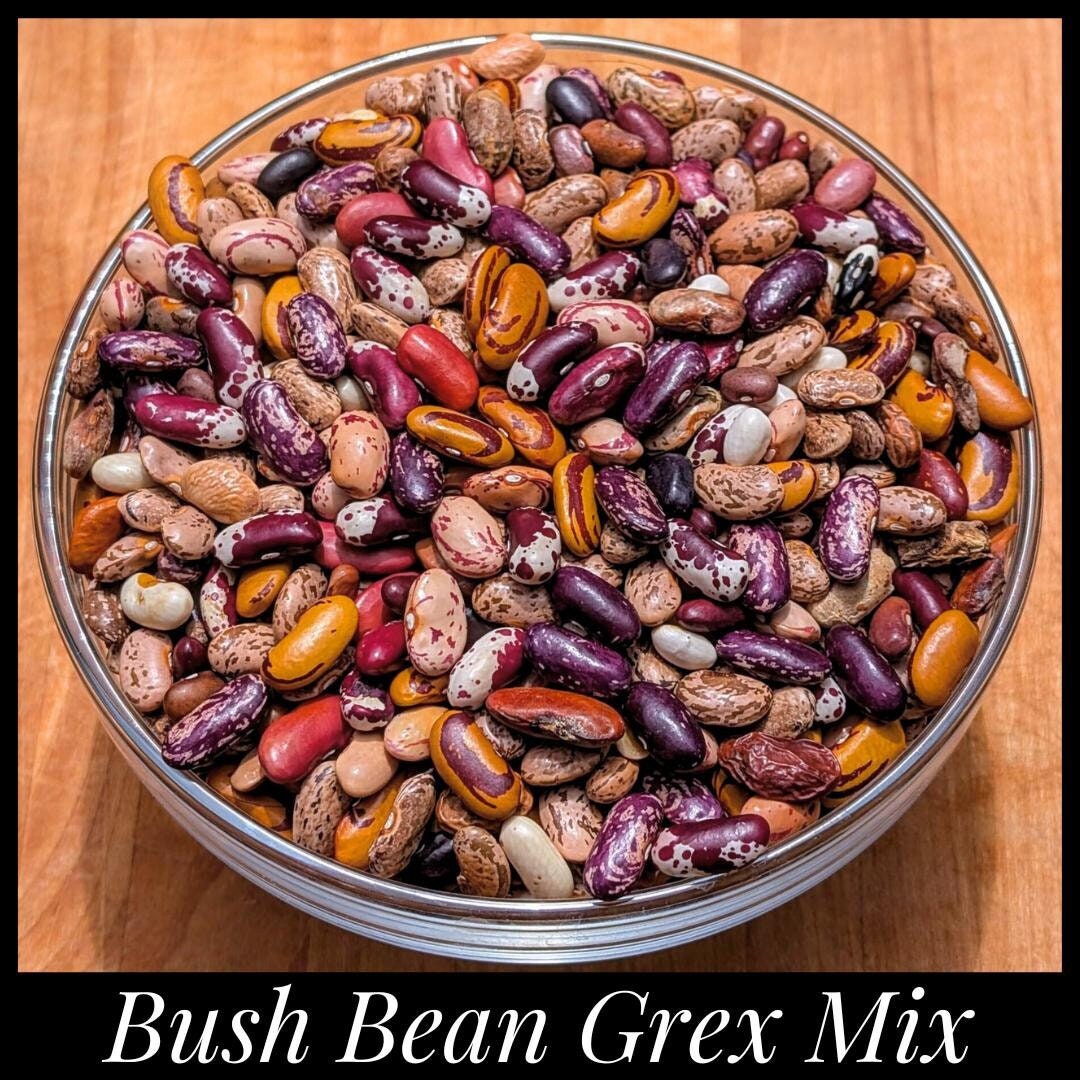 30 Bush Bean Grex Seeds, Diverse Common Dry Bean Mix, Phaseolus ...