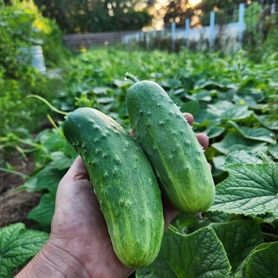 20 Pickling Cucumber Seeds, 'common Wealth' Disease Resistant Pickling ...