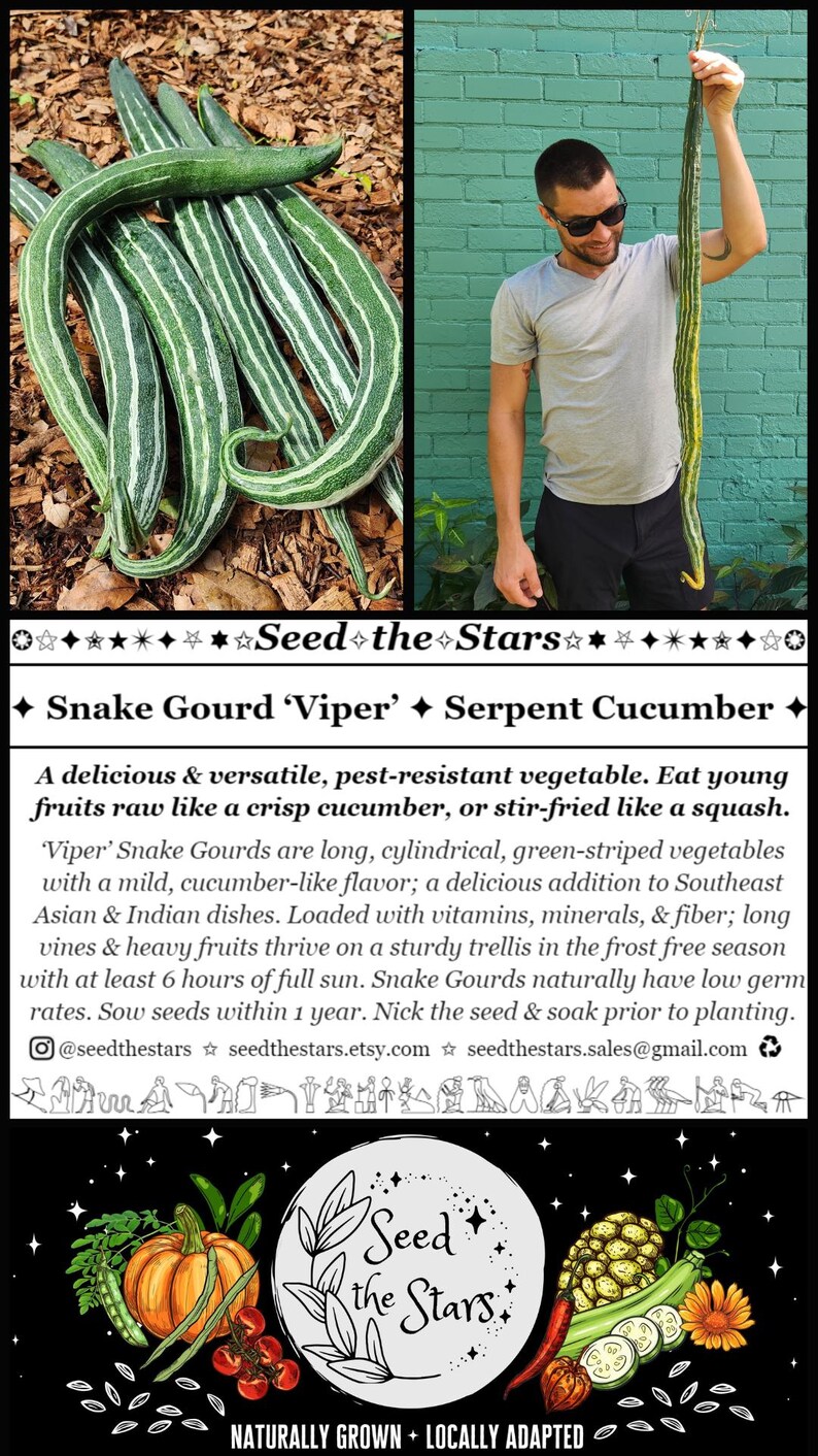 10 Snake Gourd Seeds, Serpent Cucumber Seeds, 'viper' Variety (green & White Striped), Asian ...