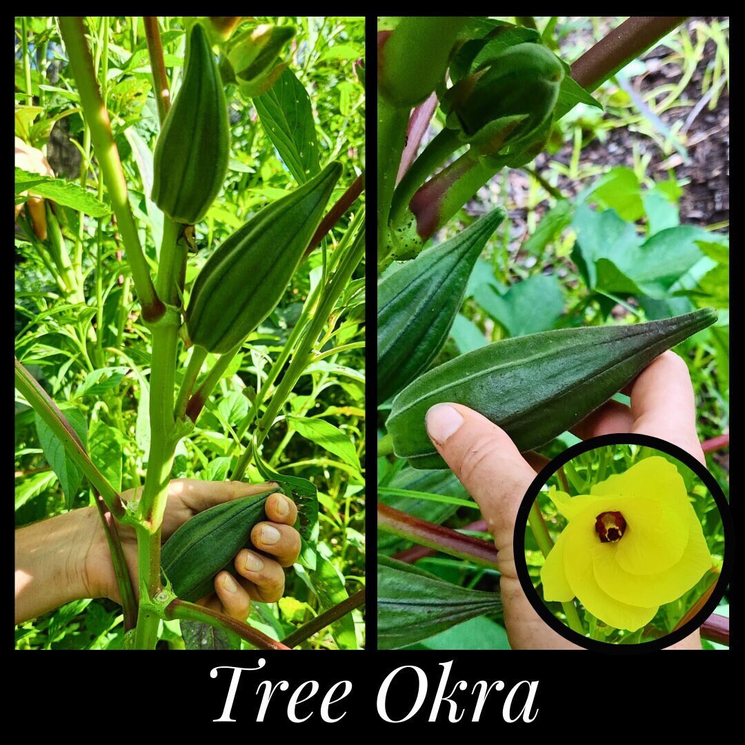 20 Tree Okra Seeds, Giant Okra, Perennial Okra nkruma Tenten Okra ...