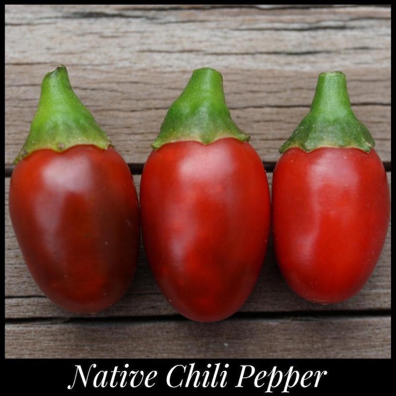 Plant for Fleas - Etsy