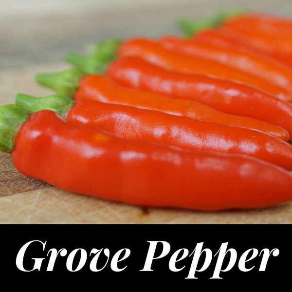 Rare Pepper Seeds - Etsy