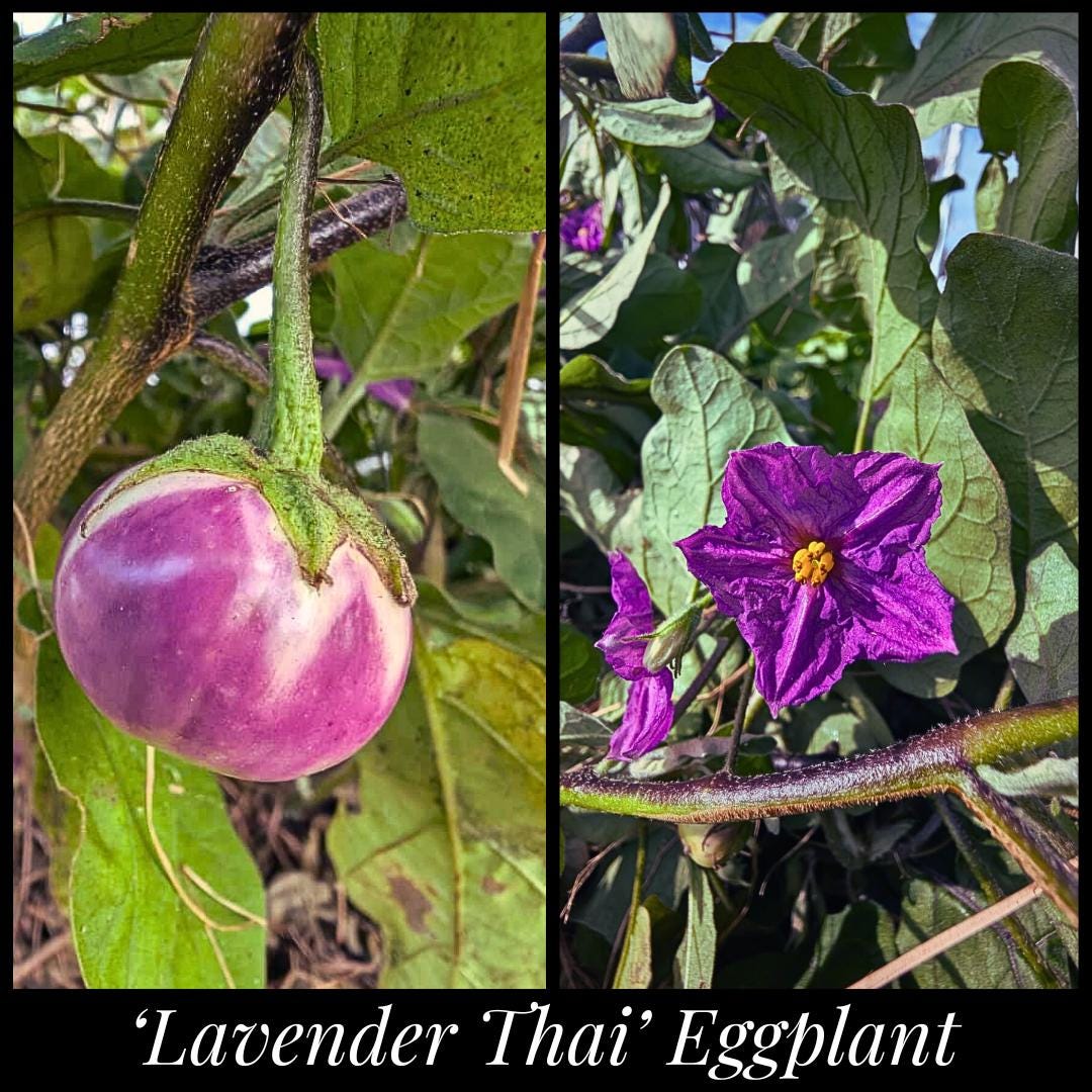 20 'lavender Thai Frog Egg' Eggplant Seeds – Rare Asian Heirloom ...