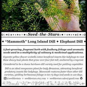 20 'mammoth Dill' Seeds, Long Island Heirloom Dill, Elephant Dill ...