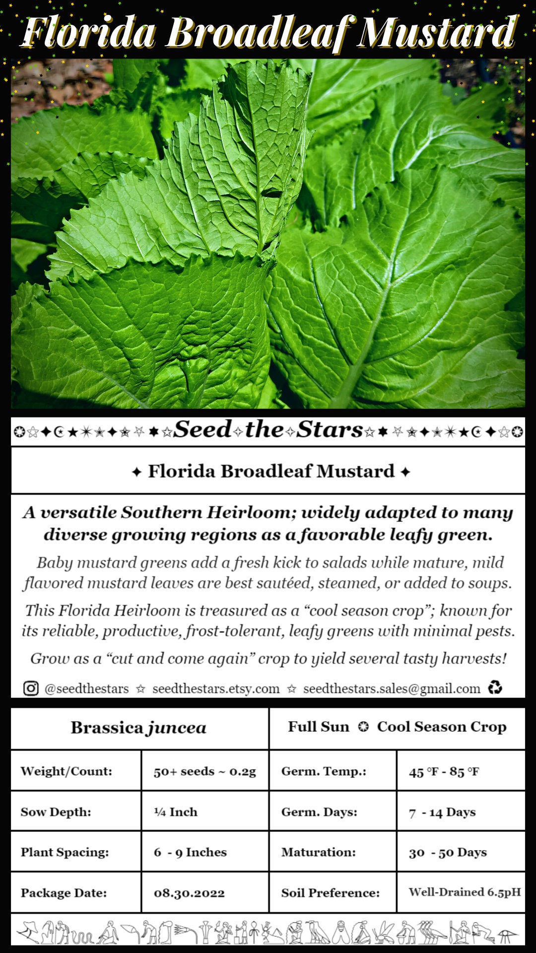 50 Florida Broadleaf Mustard Seeds Southern Heirloom Mustard - Etsy