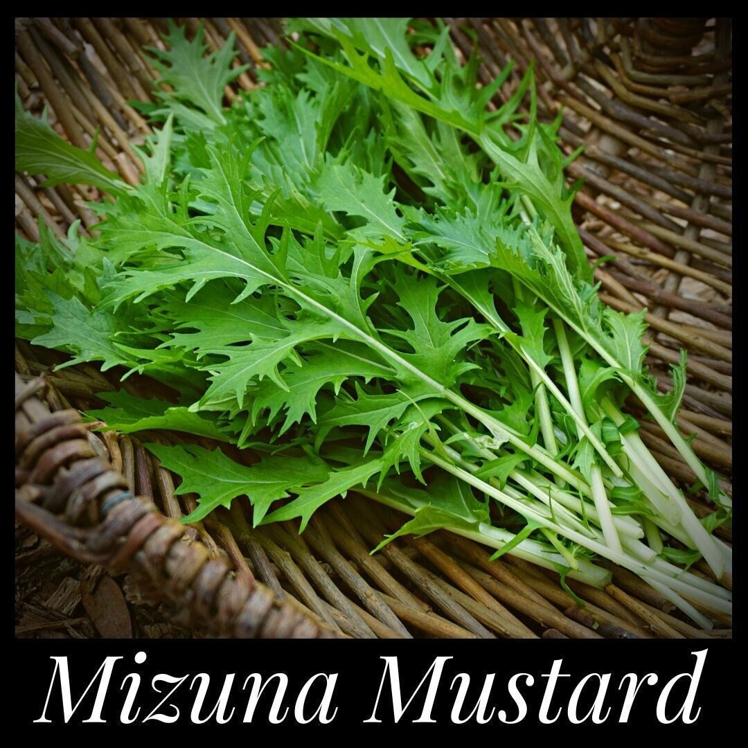 50 Mizuna Mustard Seeds, Organic Japanese Heirloom Mustard Seeds, Seed ...