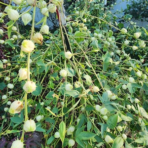15 'white' Roselle Seeds, Florida Cranberry, Jamaican Sorrel Seeds ...