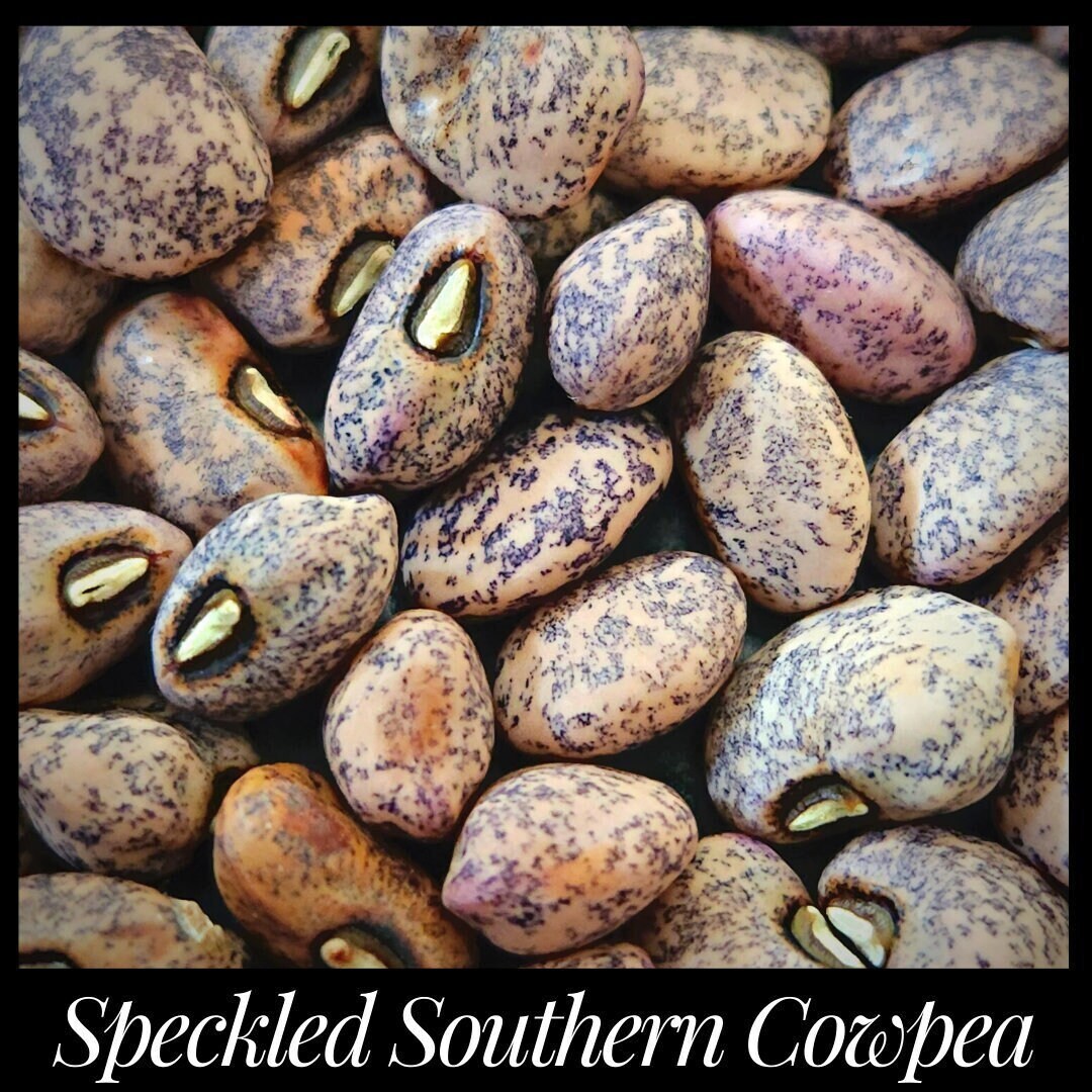 20 Speckled Southern Pea Seeds, Graham Speckled Cowpea, Vigna ...