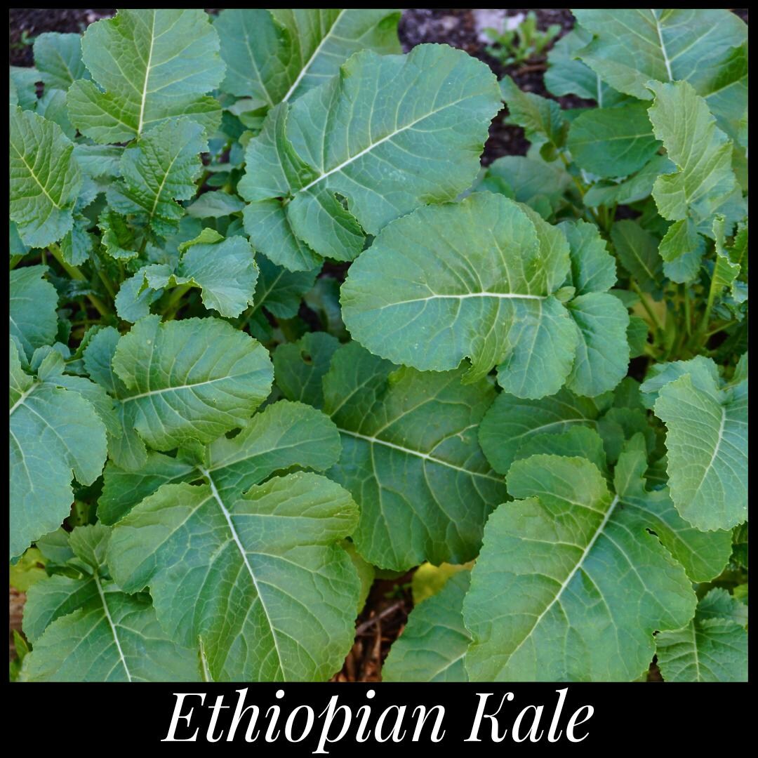 50 Ethiopian Kale Seeds, 50 Abyssinian Mustard Seeds, 50 African Kale ...
