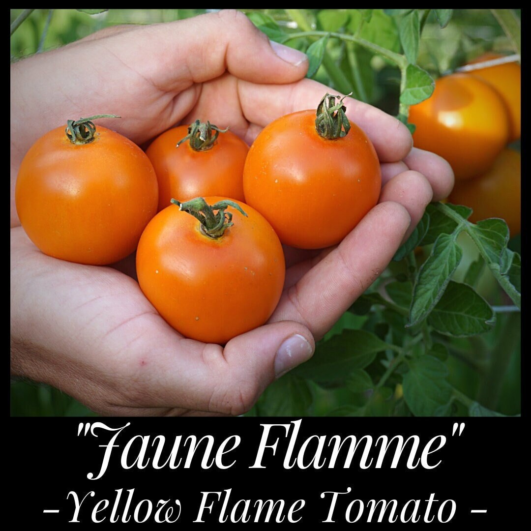 20 jaune Flamme Hierloom Tomato Seeds, Yellow Flame Tomato Seeds ...