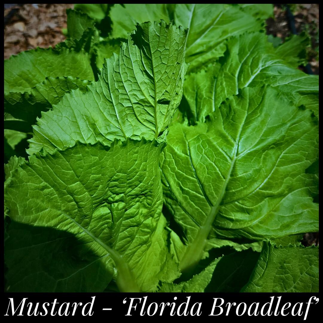 50 Florida Broadleaf Mustard Seeds, Southern Heirloom Mustard Greens ...