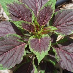 20 'lagos Spinach' Seeds, African Spinach, Nigerian Spinach, Flamingo ...