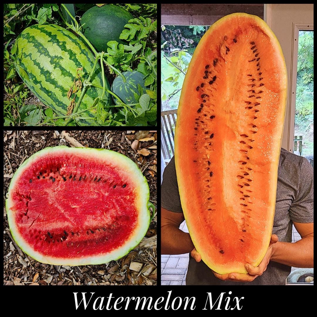 10 'watermelon Mix' Seeds - Watermelon Grex Seeds - Trial a Few ...