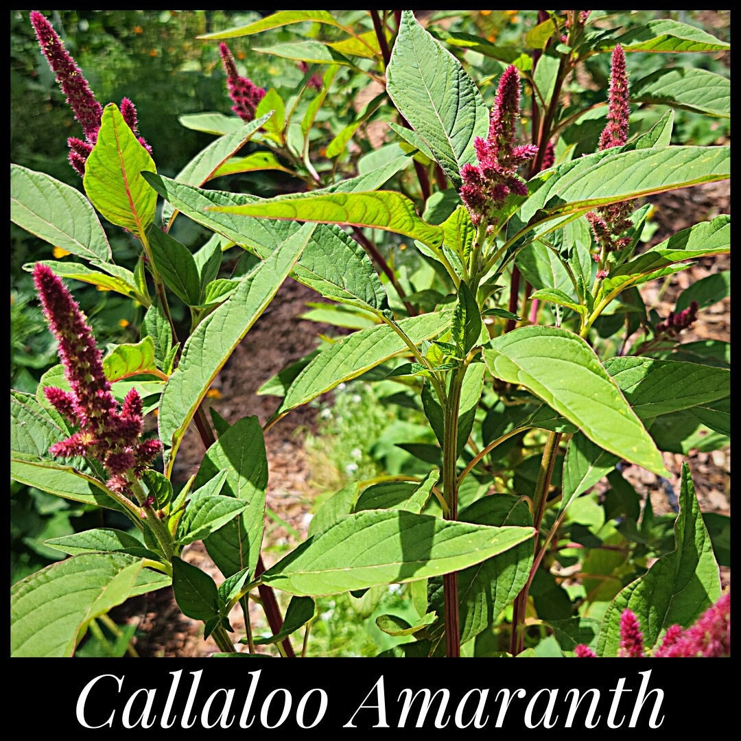 20 Caribbean Callaloo Seeds Edible Amaranth Seeds Heat - Etsy