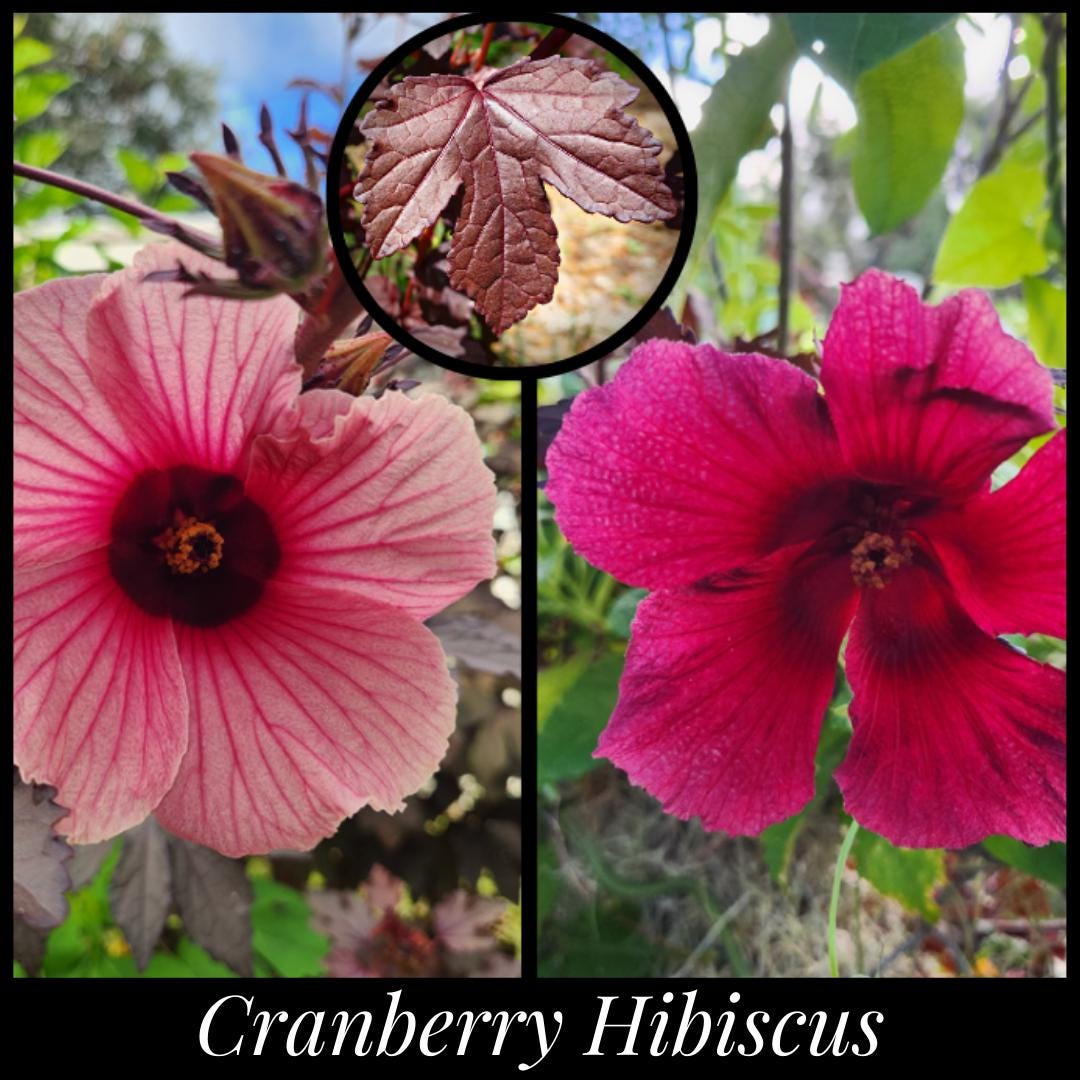 15 'florida Cranberry' Seeds, 'cranberry Hibiscus' Seeds, African ...