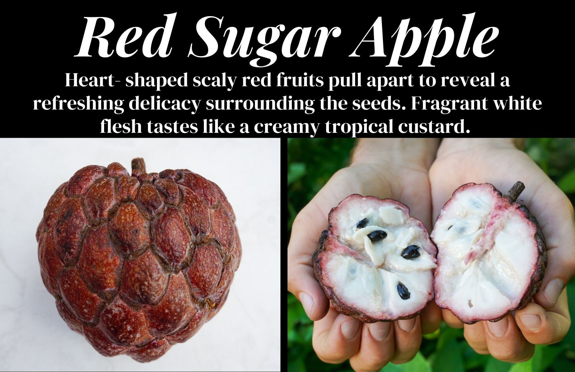 5 Red Sugar Apple Seeds red Sweetsop Seeds Annona Squamosa | Etsy
