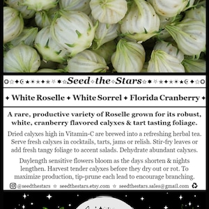 15 'white' Roselle Seeds, Florida Cranberry, Jamaican Sorrel Seeds ...