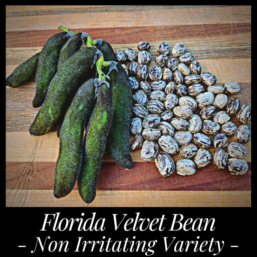 10 Florida Velvet Bean Seeds, Non Irritating Velvet Bean Seeds ...