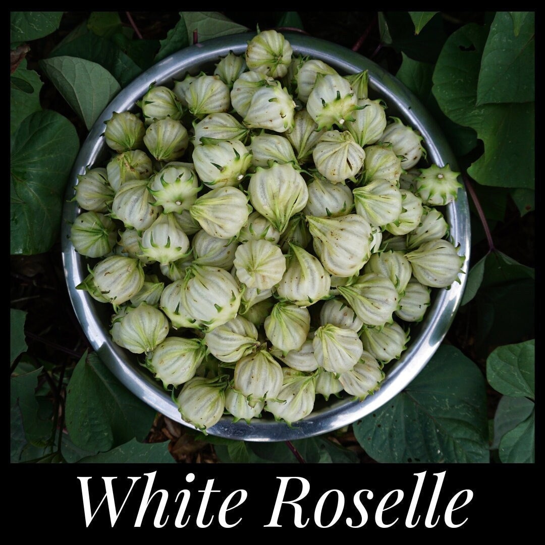 15 White Roselle Seeds, Florida Cranberry, Jamaican Sorrel Seeds ...