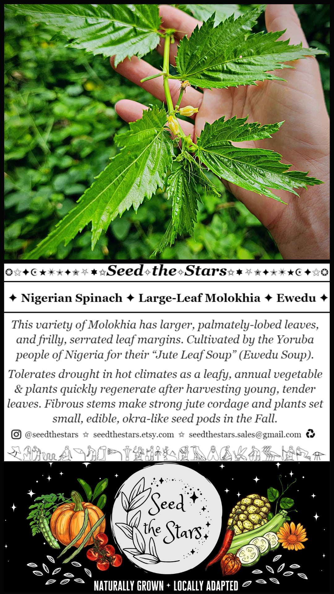 50 'nigerian Spinach' Seeds, Large-leaf Molokeyhia Seeds, Ewedu Seeds ...