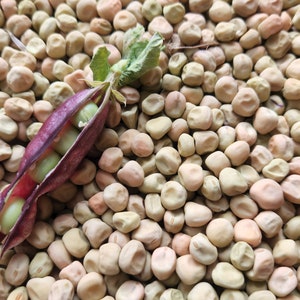 15 'king Tut Purple Pea 'seeds, Purple Snow Pea Seeds, Purple Podded ...