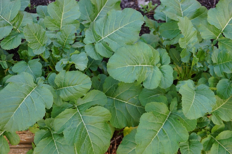 50 Ethiopian Kale Seeds 50 Abyssinian Mustard Seeds 50 - Etsy