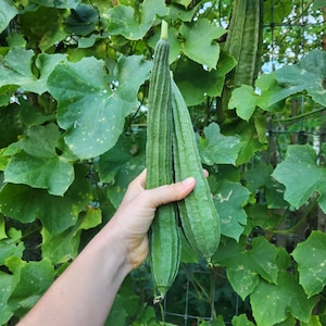 15 Angled Luffa Seeds, Chinese Okra Seeds, Loofah Gourd Seeds, Organic ...