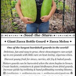 10 Giant Zucca Gourd Seeds, Zucca Melon Seeds, Largest Gourd in the ...