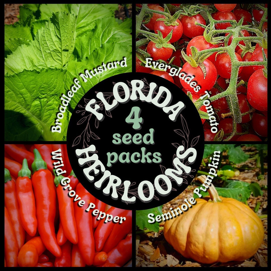 FLORIDA HEIRLOOM Seeds 4 Pack Seminole Pumpkin Seeds, Everglades Tomato ...