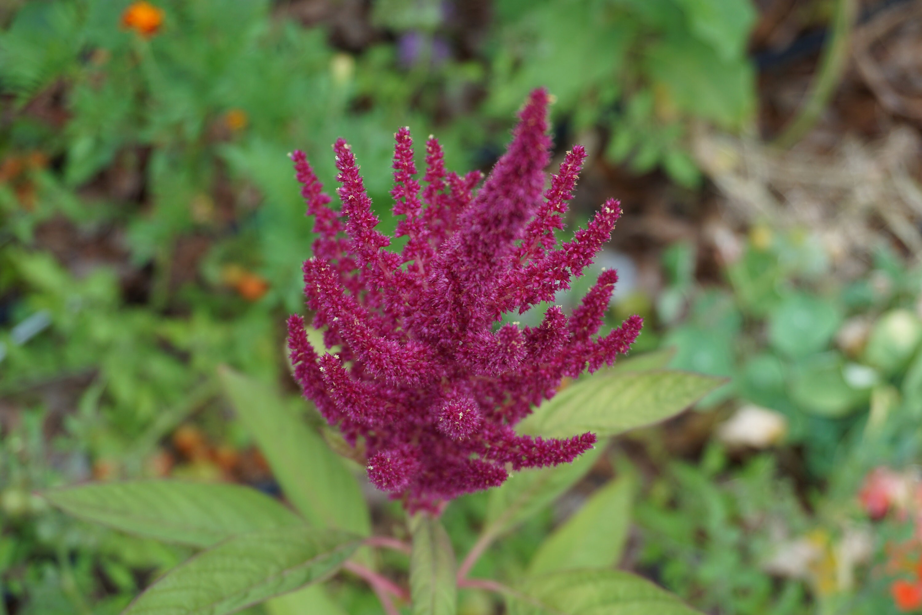 20 'caribbean Callaloo' Seeds, Edible Amaranth Seeds, Heat Tolerant ...
