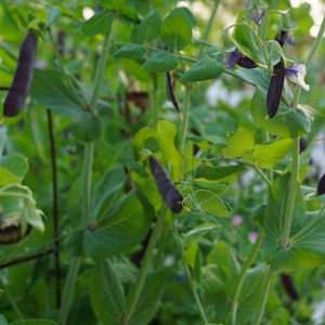 15 'king Tut Purple Pea 'seeds, Purple Snow Pea Seeds, Purple Podded ...