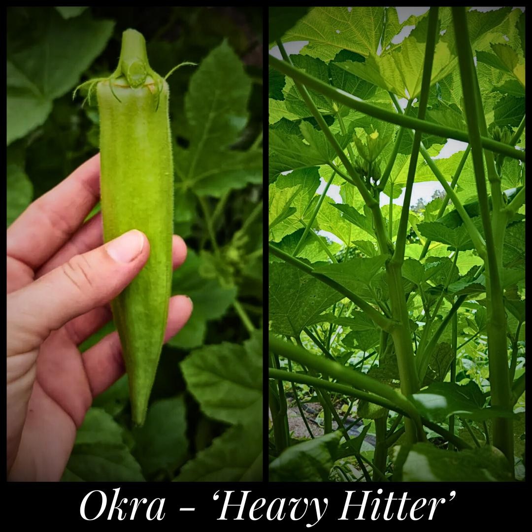 20 'heavy Hitter' Heirloom Okra Seeds, Organic Okra Seeds, Seed the ...