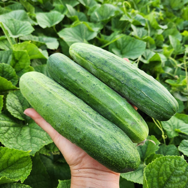 20 'south Wind' Slicing Cucumber Seeds, Disease Resistant Cucumber ...
