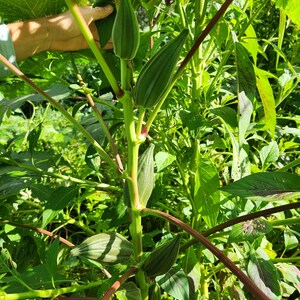 20 'tree Okra' Seeds, Giant Okra, Perennial Okra “nkruma Tenten” Okra ...