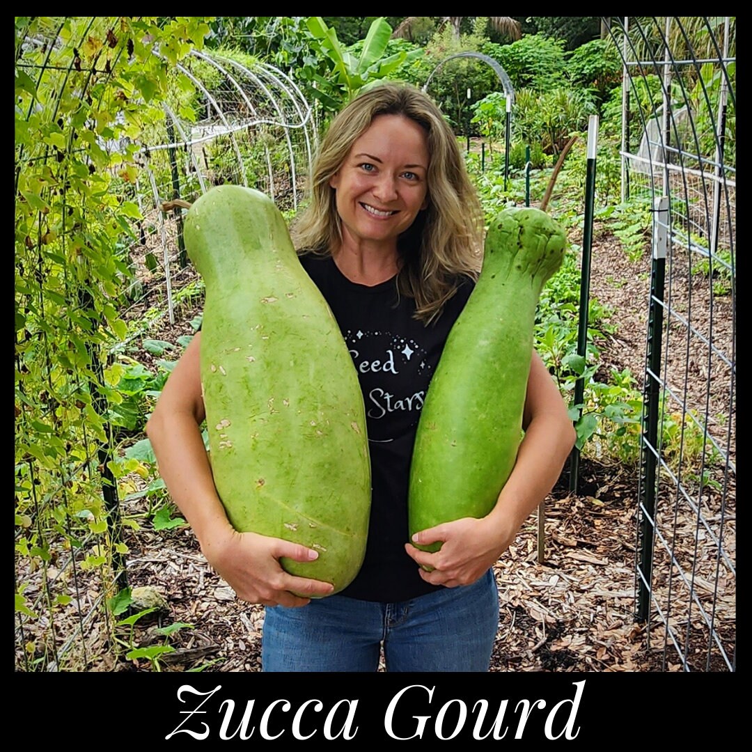 10 Giant Zucca Gourd Seeds, Zucca Melon Seeds, Largest Gourd in the ...