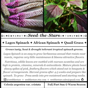 20 'lagos Spinach' Seeds, African Spinach, Nigerian Spinach, Flamingo ...