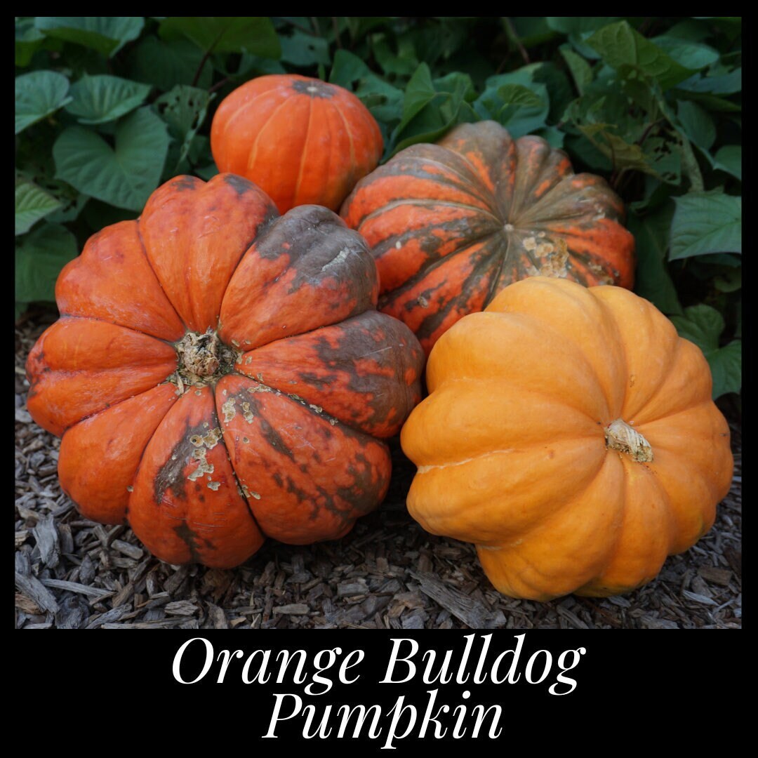 10 Orange Bulldog Pumpkin Seeds, Disease Resistant Jack-olantern ...