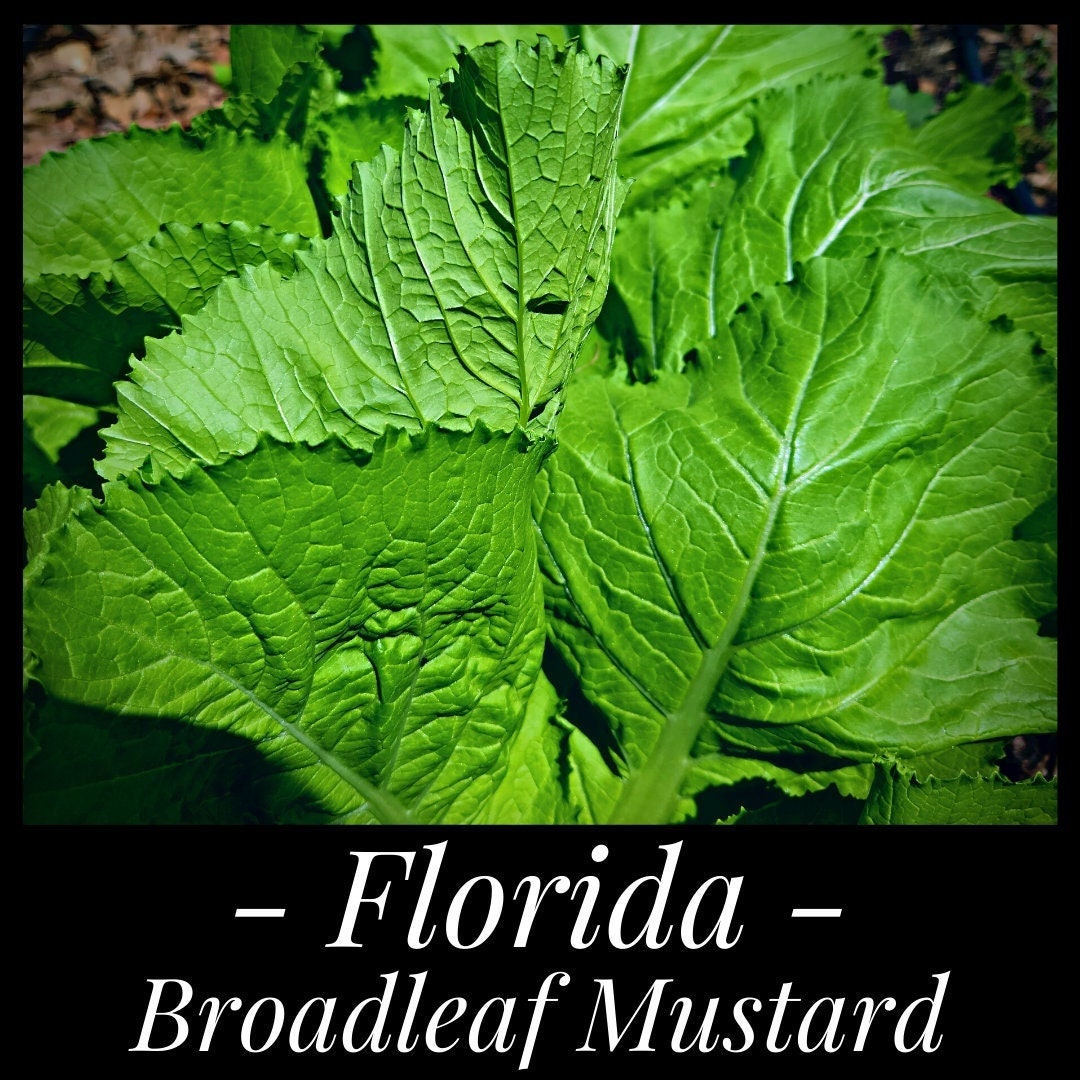 50 Florida Broadleaf Mustard Seeds, Southern Heirloom Mustard Seeds ...