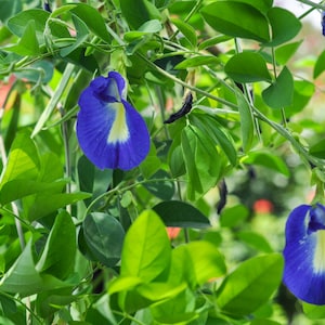 15 'blue Butterfly Pea' Seeds, Butterfly Garden, Edible Flowers ...