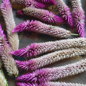 20 'lagos Spinach' Seeds, African Spinach, Nigerian Spinach, Flamingo ...